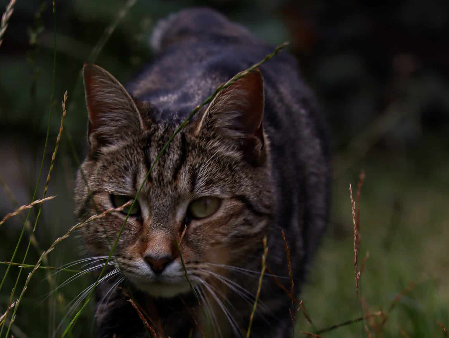 Tabby Cat Facts: EVERYTHING You Need to Know About Tabby Cats (2024)