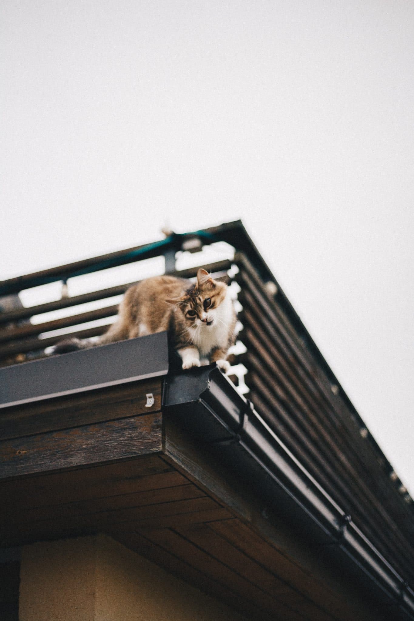 How to Cat Proof Your House: Tips for a Safe Home