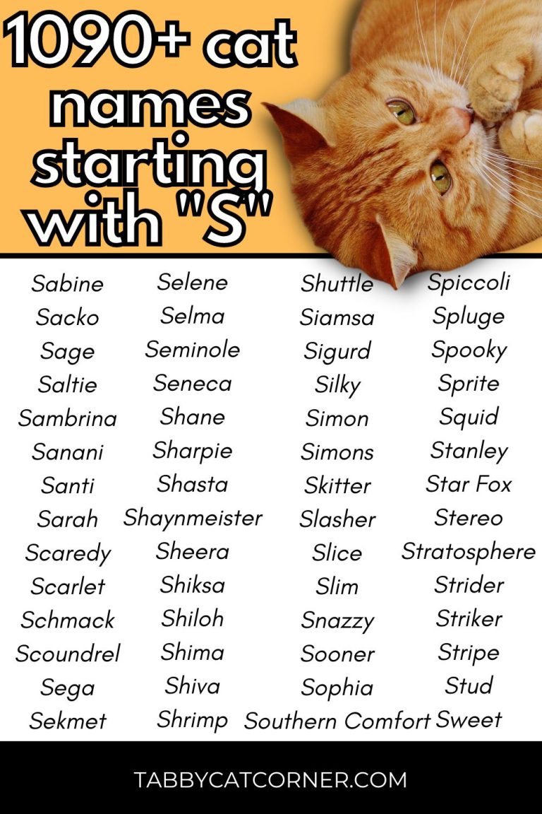 1093 Best Cat Names Starting With S in 2023 - Tabbycatcorner
