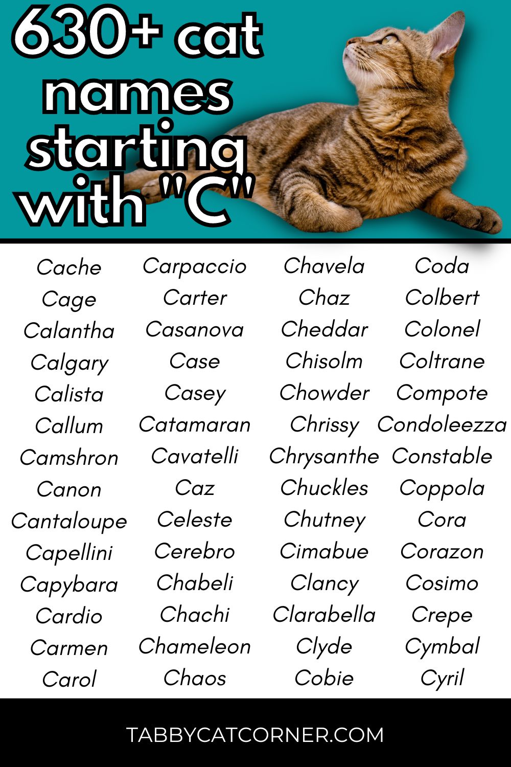 634 Catchy Cat Names Starting With C 634 Catchy Cat Names Starting With C