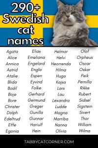 297 Best Swedish Cat Names in 2023 - Tabbycatcorner