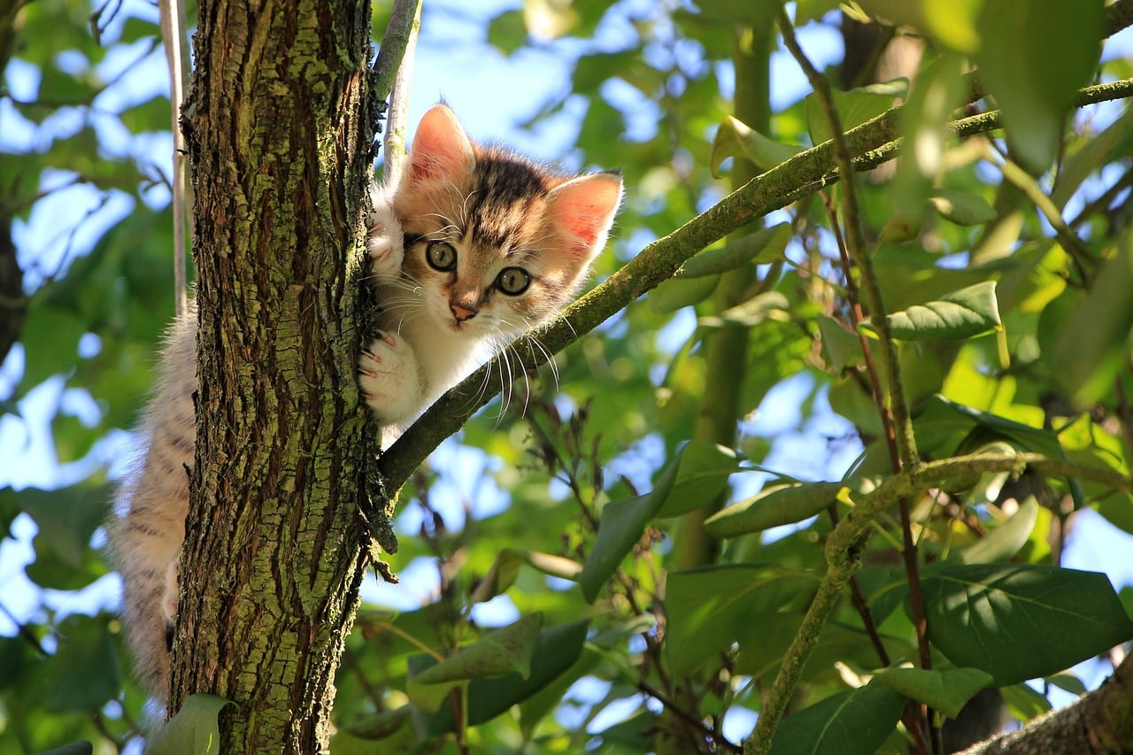 Where Do Outdoor Cats Go When It Rains? Undiscovered Secrets