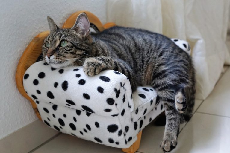 500 Catchy Cat Sitting Business Slogan Ideas For 2024