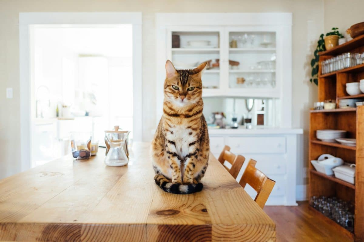 600 Creative Cat Sitting Business Name Ideas For 2024