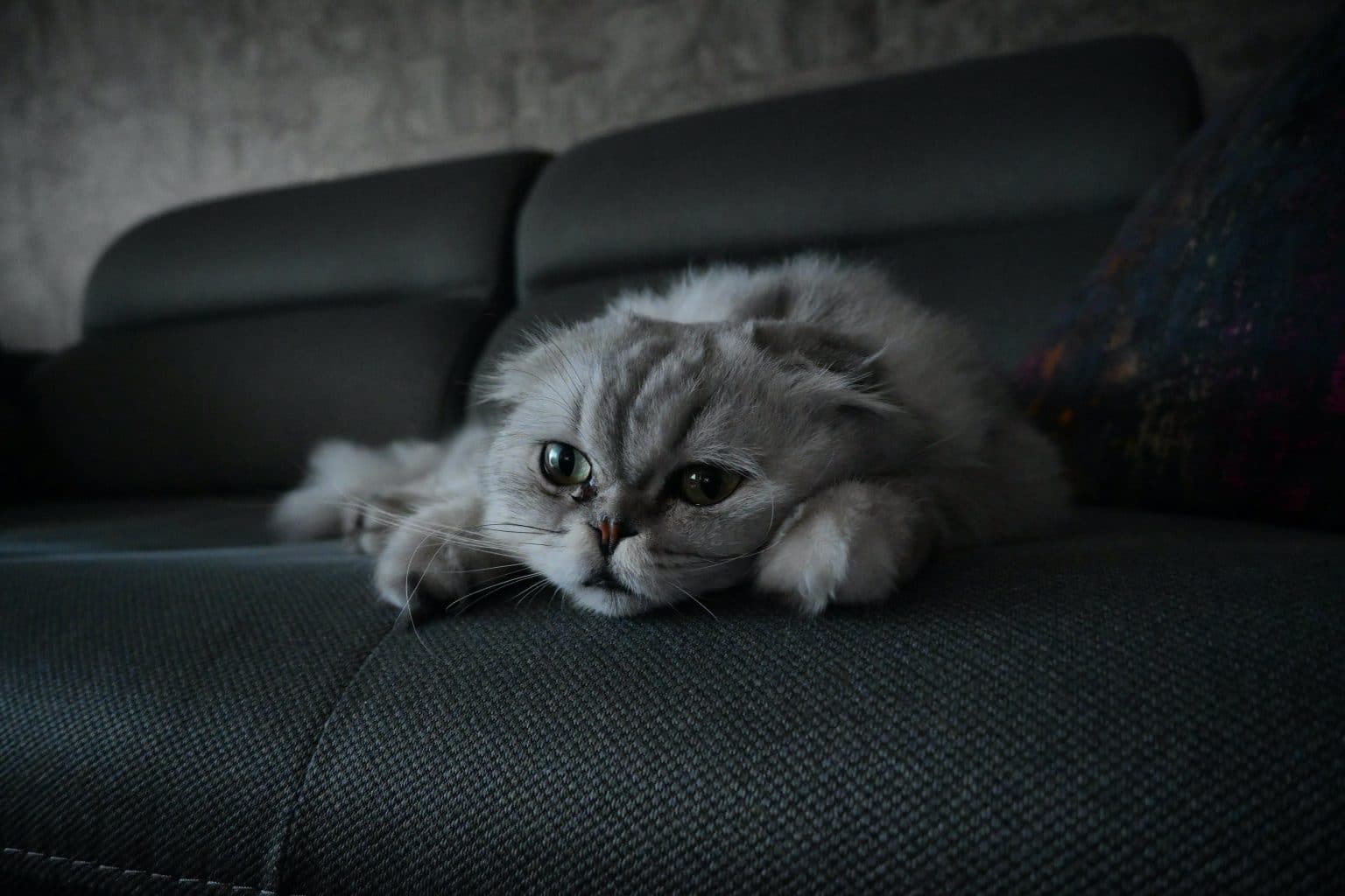 600 Creative Cat Sitting Business Name Ideas For 2024
