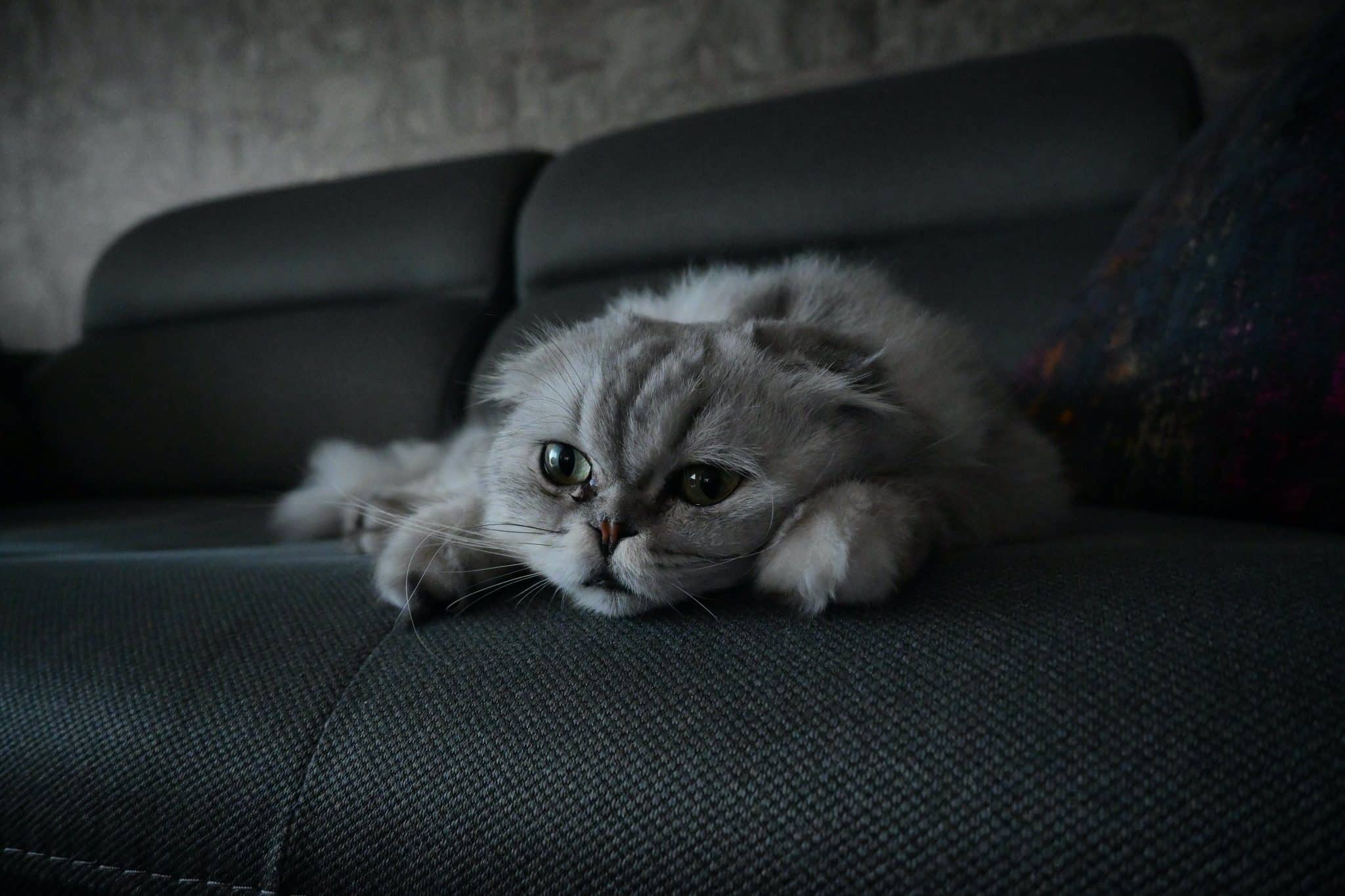 600 Creative Cat Sitting Business Name Ideas For 2024