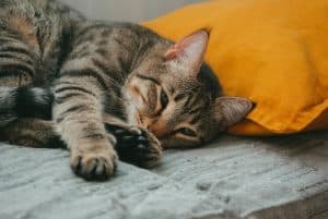 600 Creative Cat Sitting Business Name Ideas For 2024