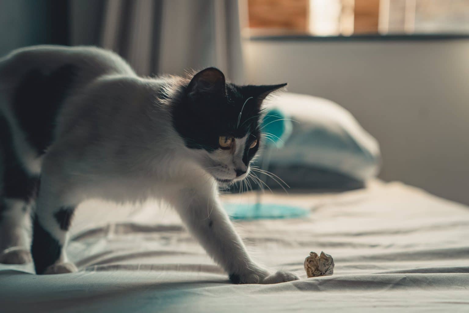 600 Creative Cat Sitting Business Name Ideas For 2024