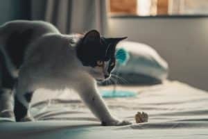 600 Creative Cat Sitting Business Name Ideas For 2024