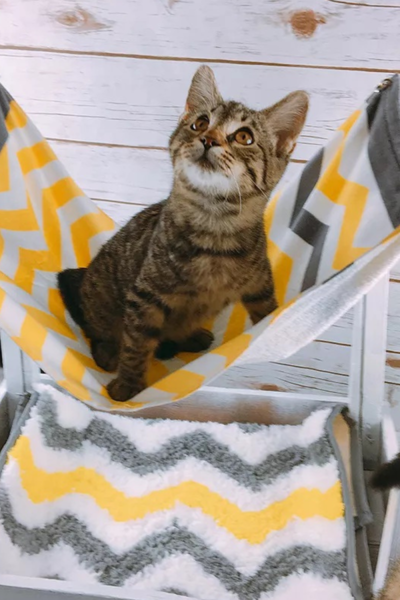 10 Creative DIY Projects For Cats