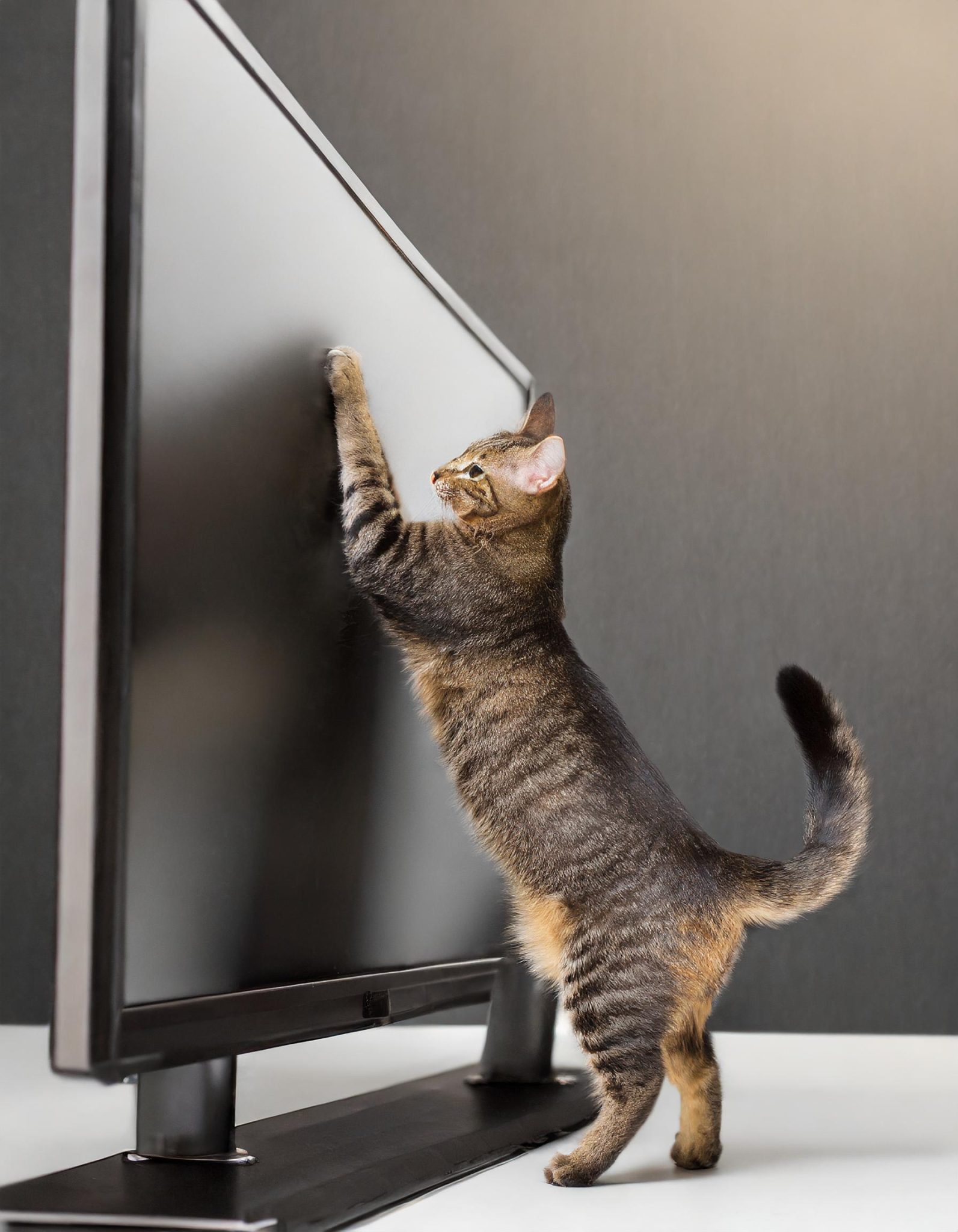 9 Tips For Cat-Proofing Your Home