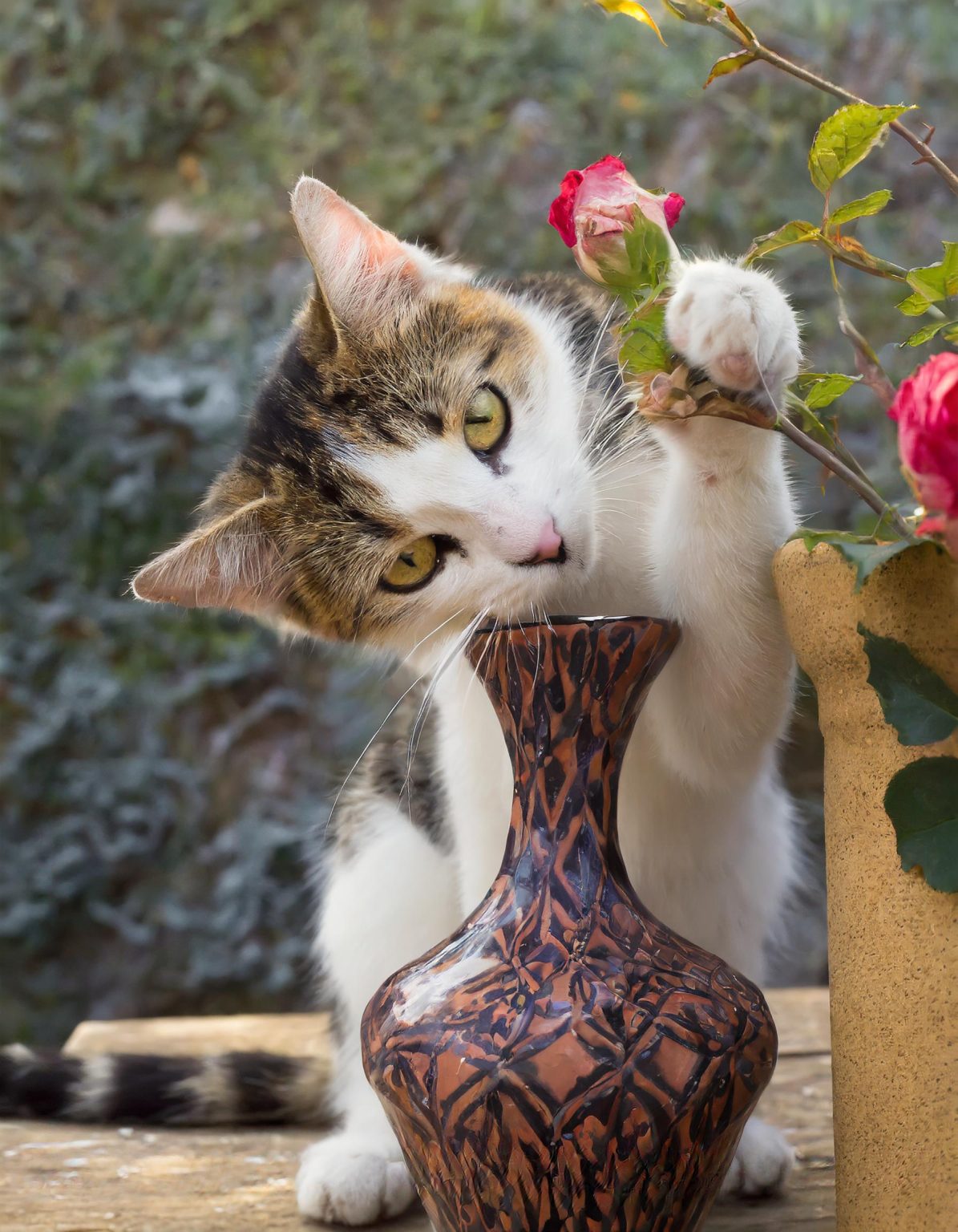 9 Tips For Cat-Proofing Your Home