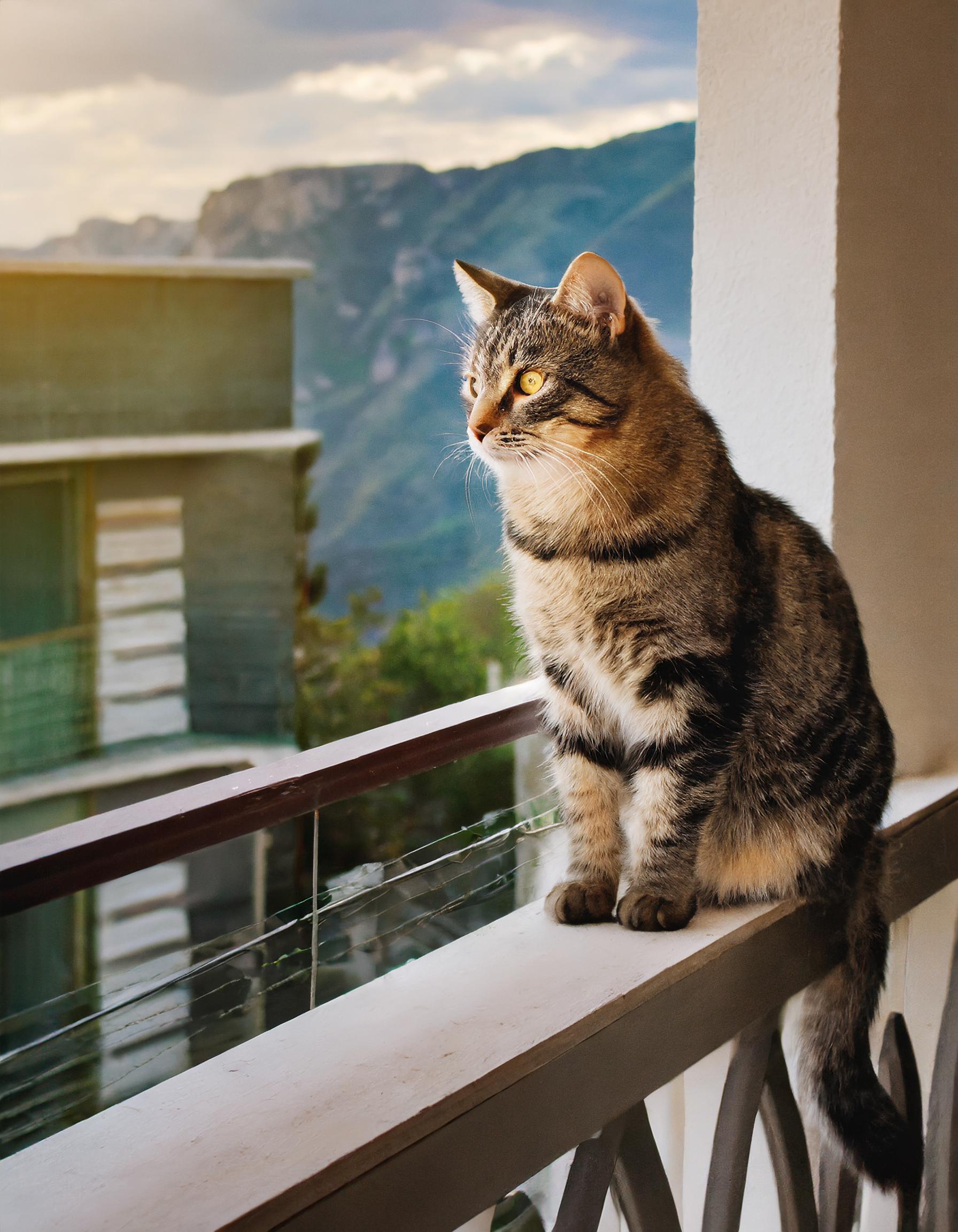 9 Tips For Cat-Proofing Your Home