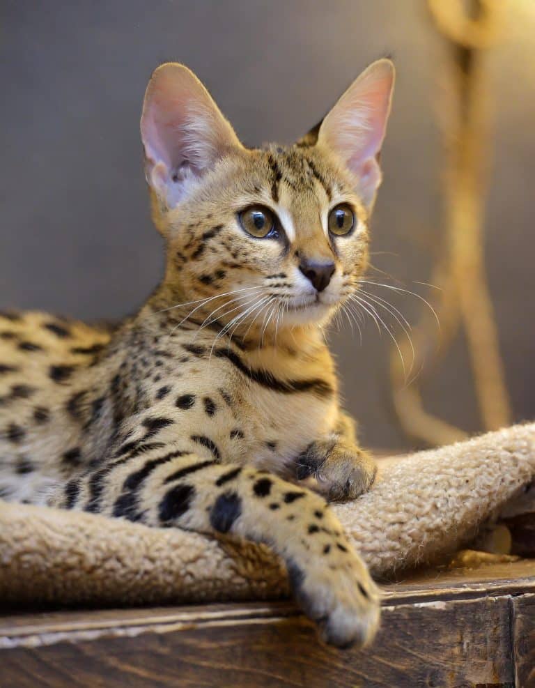 Most Expensive Cat Breeds: The Priciest Felines in the World