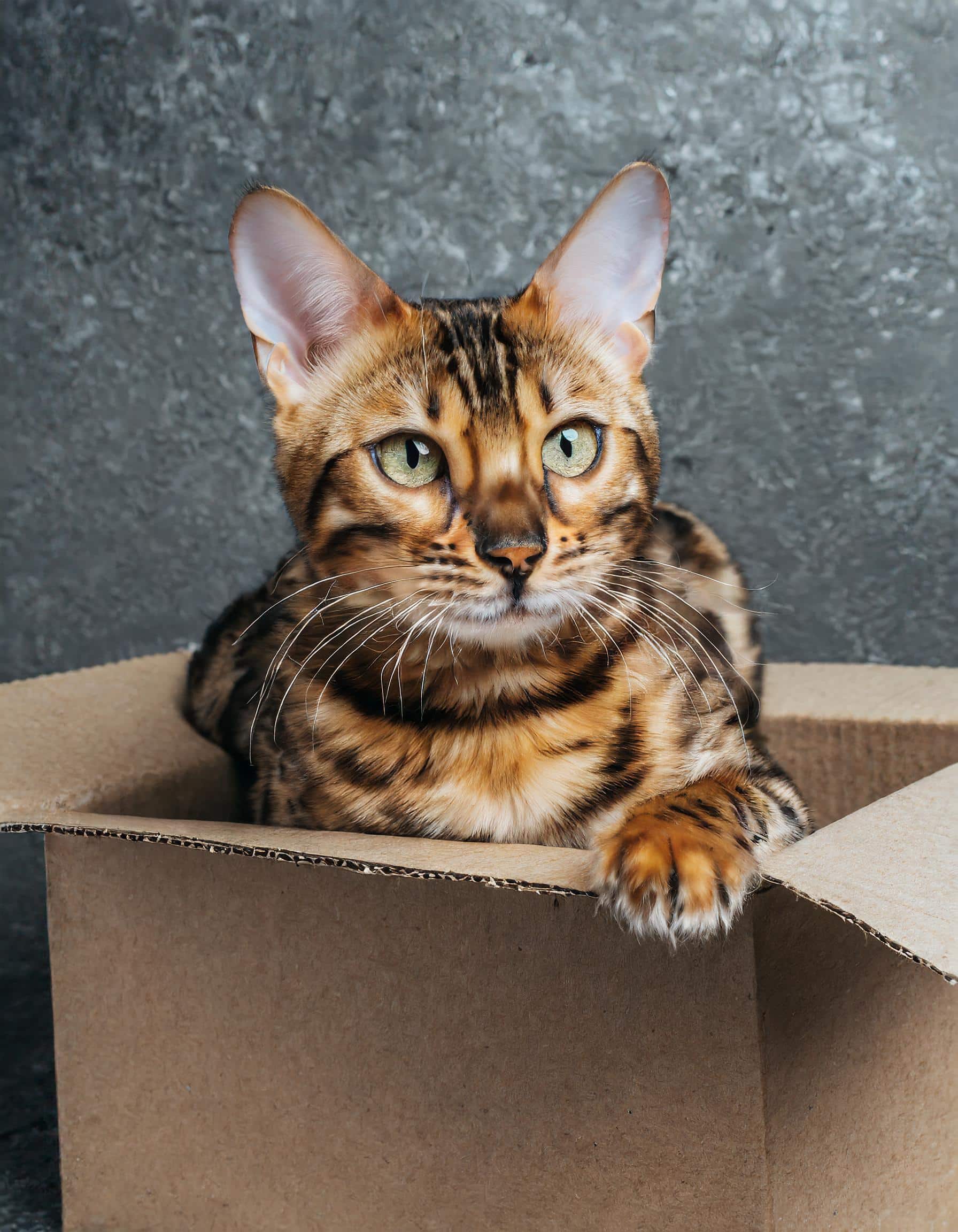 Most Expensive Cat Breeds: The Priciest Felines in the World