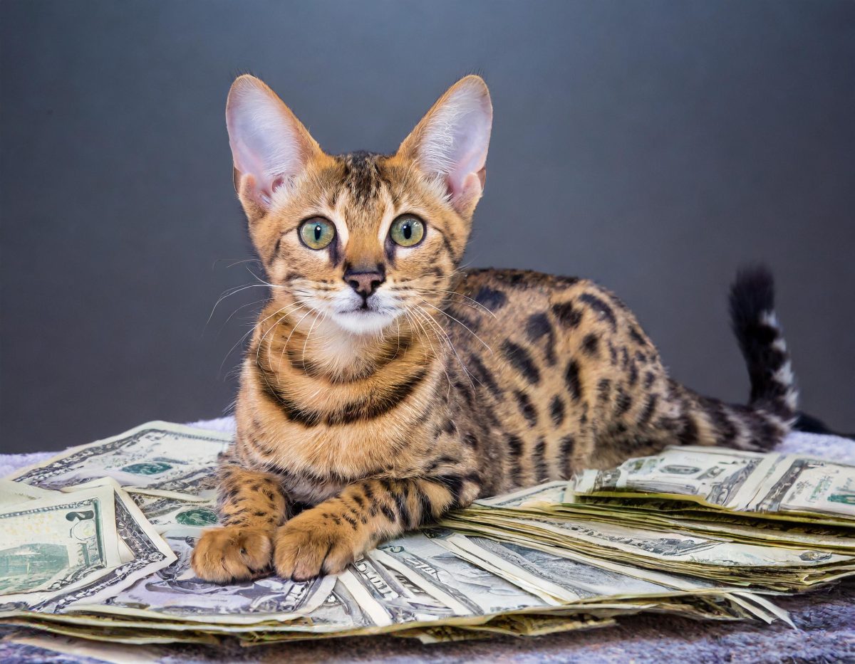 Most Expensive Cat Breeds: The Priciest Felines in the World