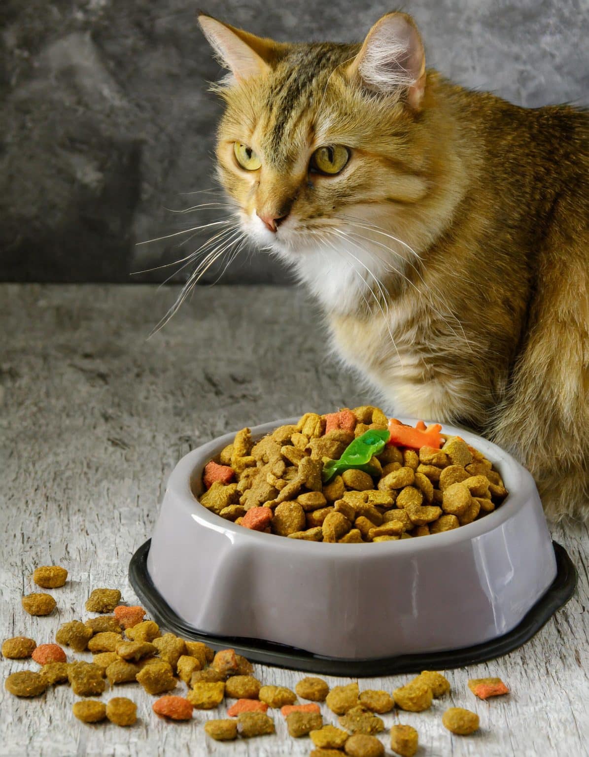 Essential Things Every Cat Owner Should Have