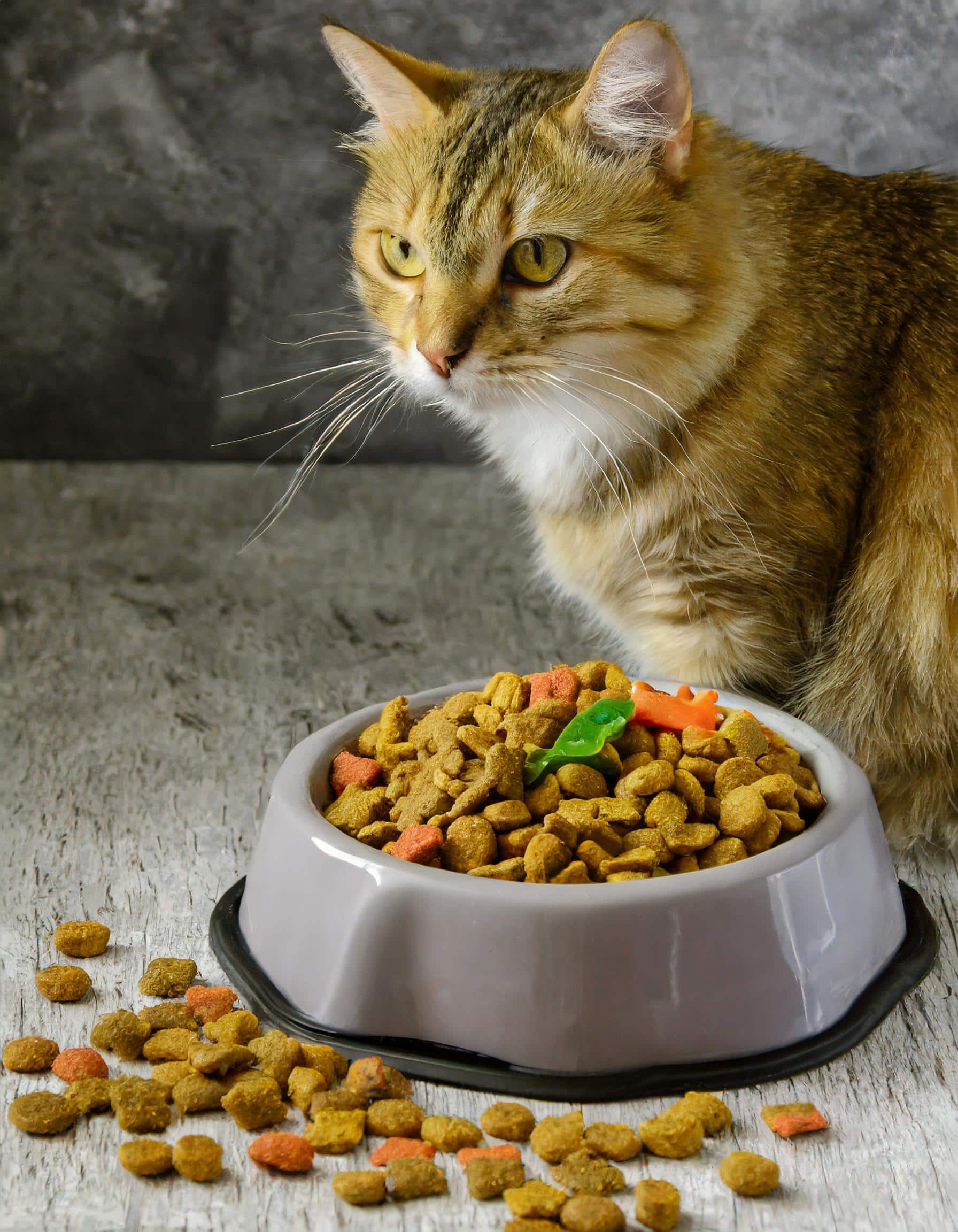 Essential Things Every Cat Owner Should Have