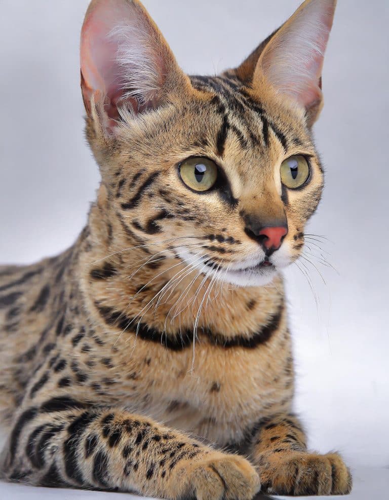 Most Expensive Cat Breeds: The Priciest Felines in the World